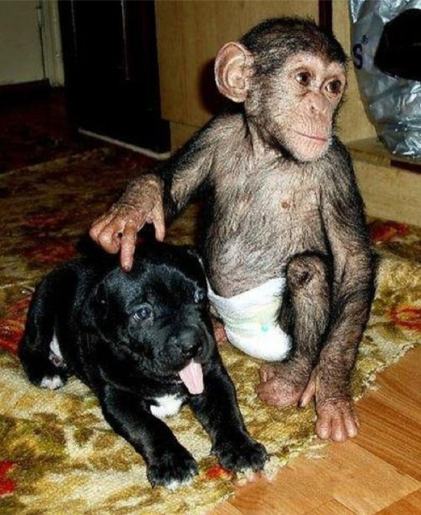 Puppy and Baby Chimp