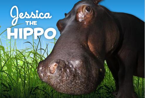 Image of Jessica the Hippo