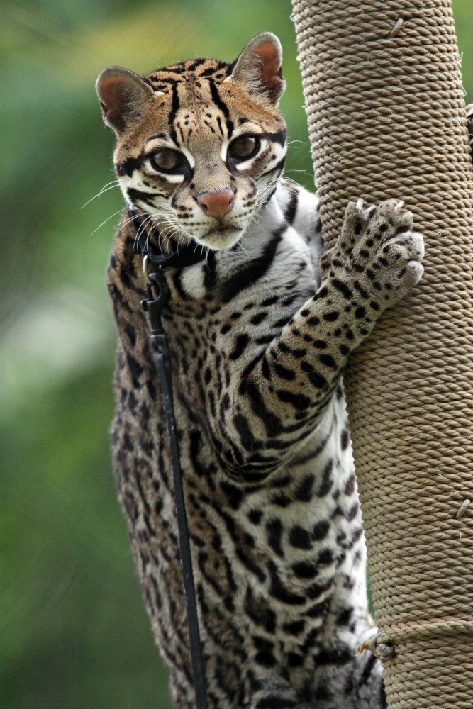 Ocelot