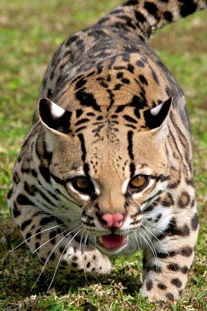 Ocelot