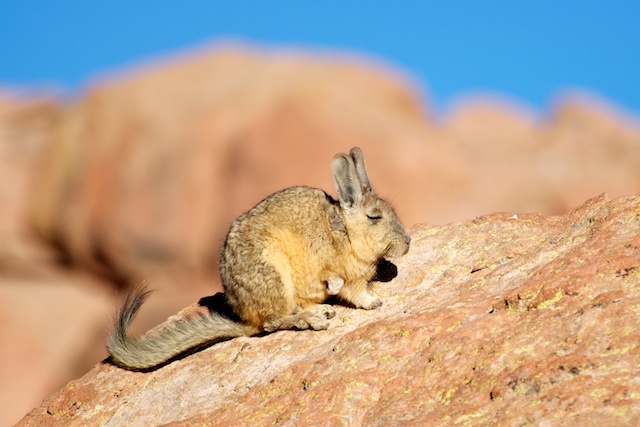 Mountain Viscacha