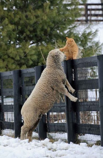 Sheep and Cat
