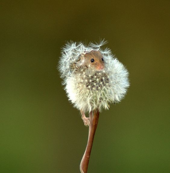 Field Mouse