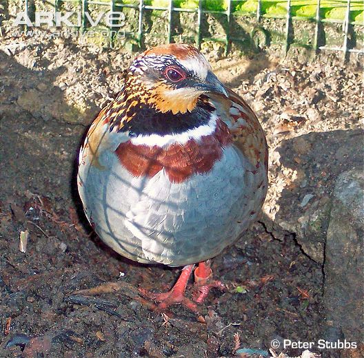 White-necklaced Partridge