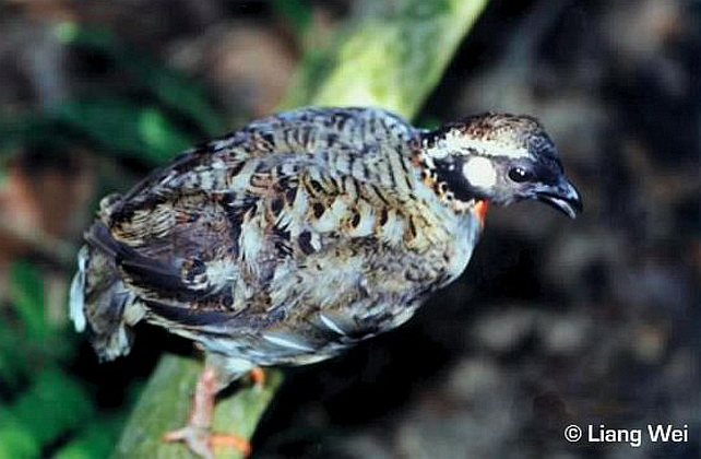 Hainan Partridge