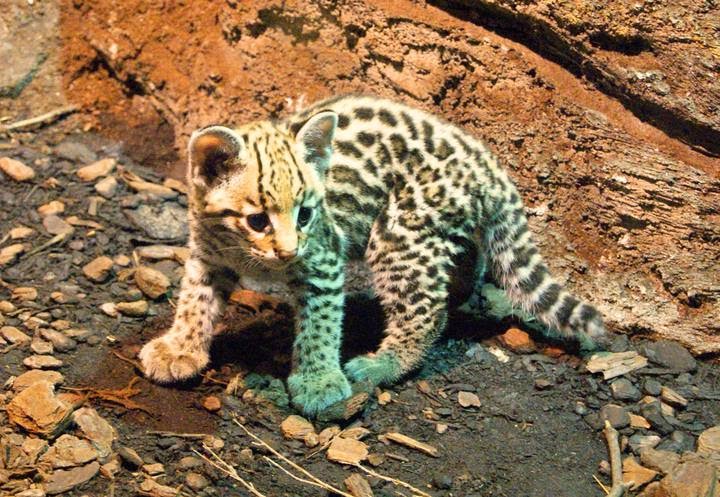 OCELOT