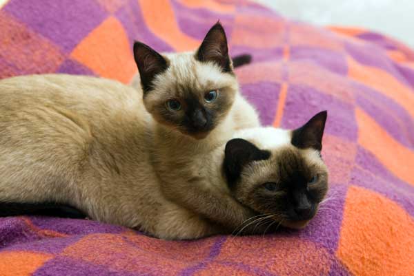 Siamese Cat and Kitten