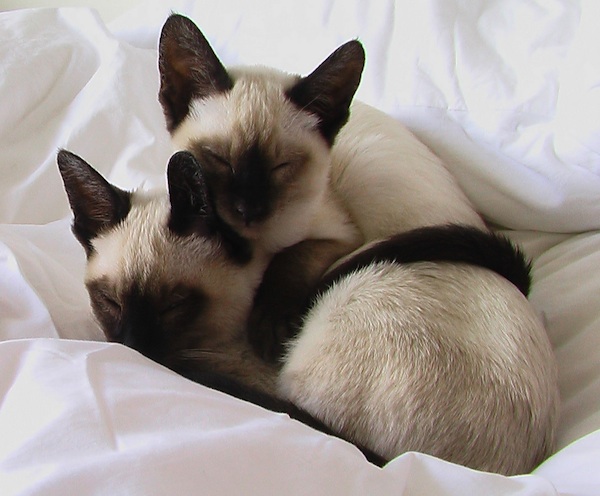 Siamese Kittens