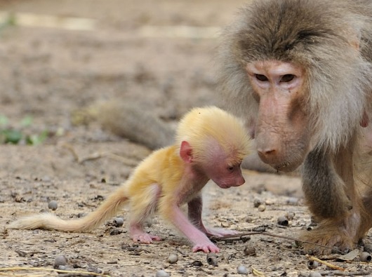 Baboon and baby