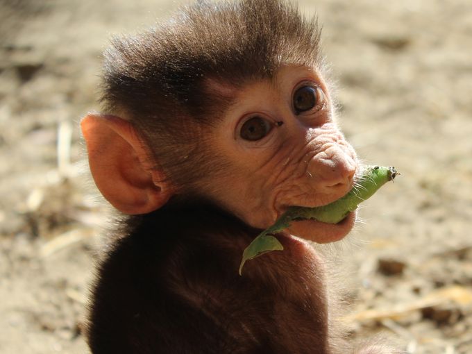 Baby Baboon