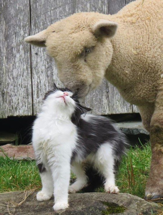 Kitten and Lamb