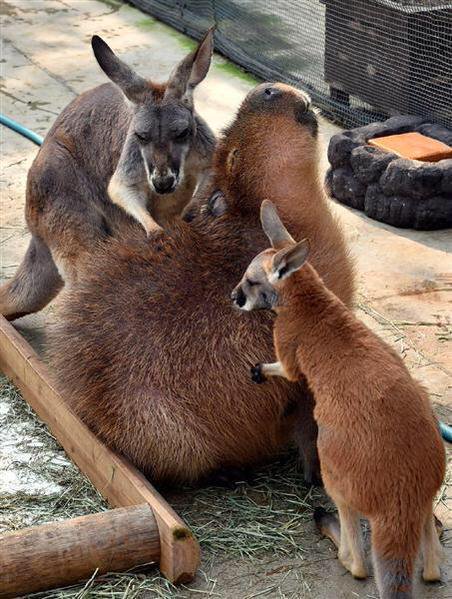 Kangeroos and Capybara