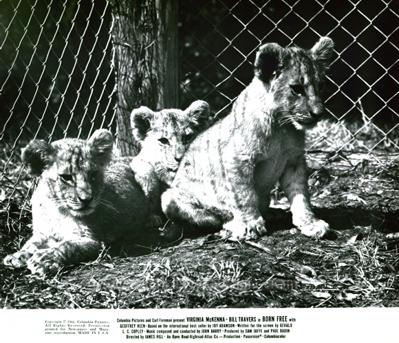 Picture of Born Free