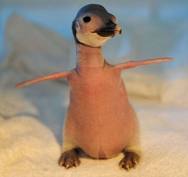 Featherless Baby Emperor Penguin