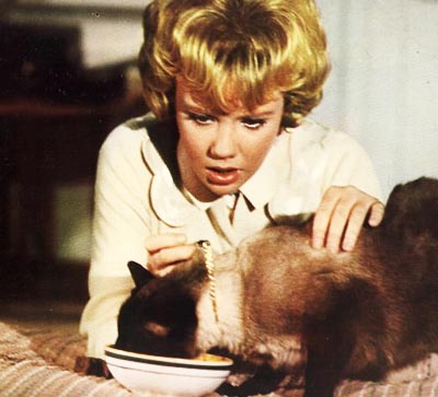 Picture of That Darn Cat!