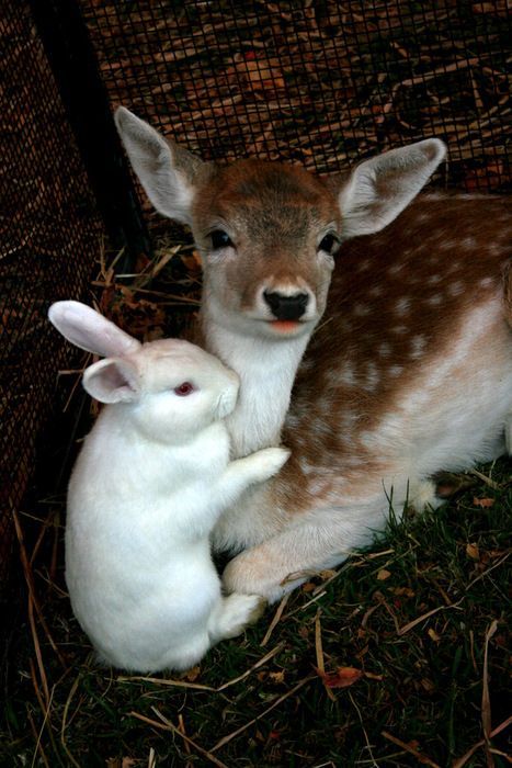 Rabbit and Fawn
