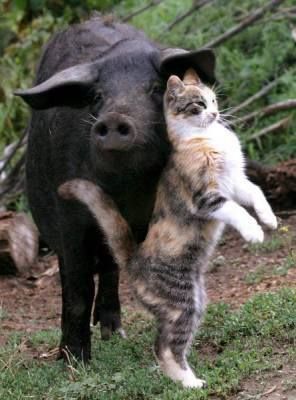 Pig and Cat