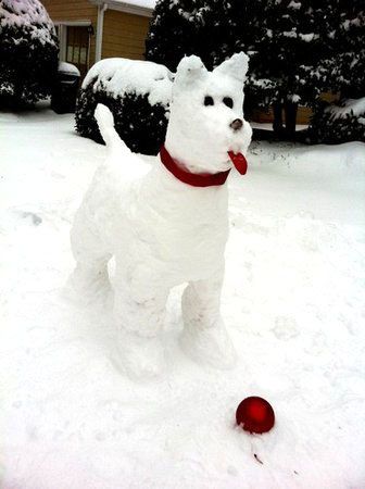 Snow Dog