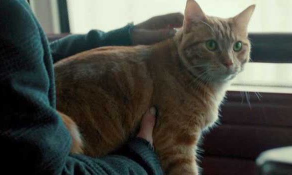 Picture of A Street Cat Named Bob