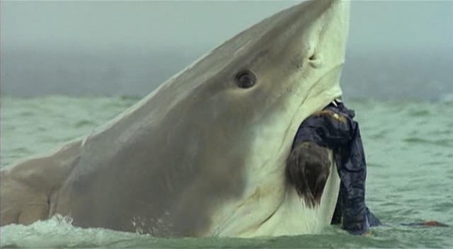Picture of The Last Shark