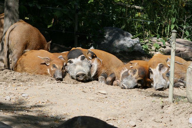 Red River Hogs
