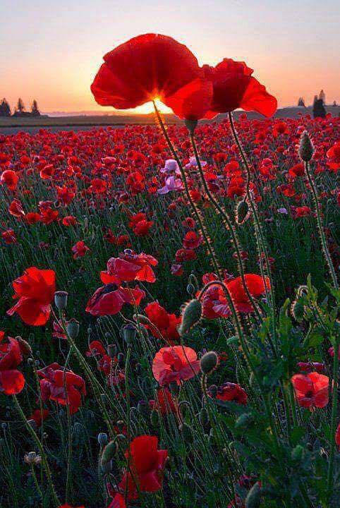 red poppies