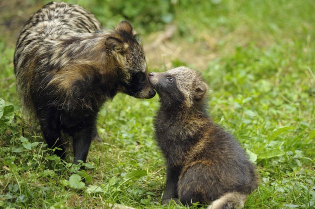 Raccoon Dog and puppy