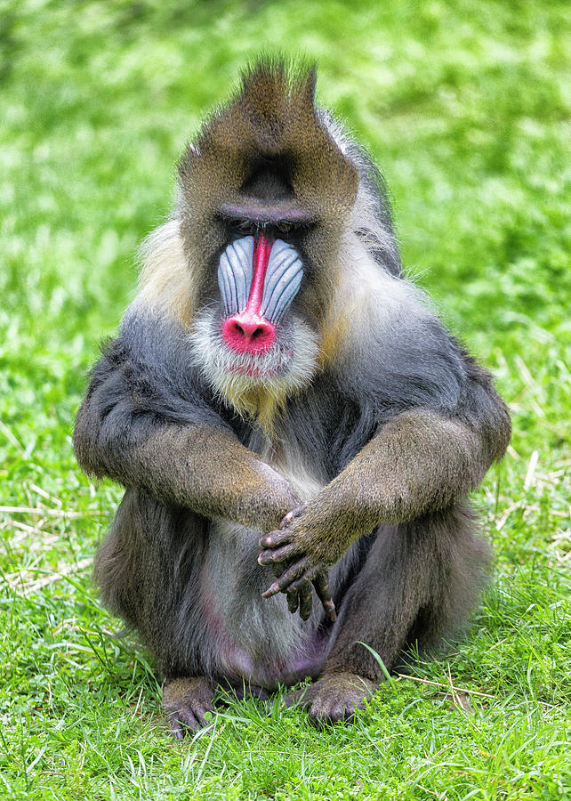 Mandrill