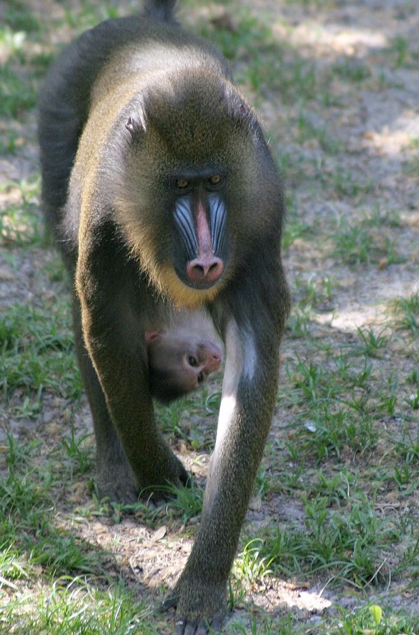 Mandrill & baby