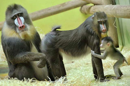 Mandrill family