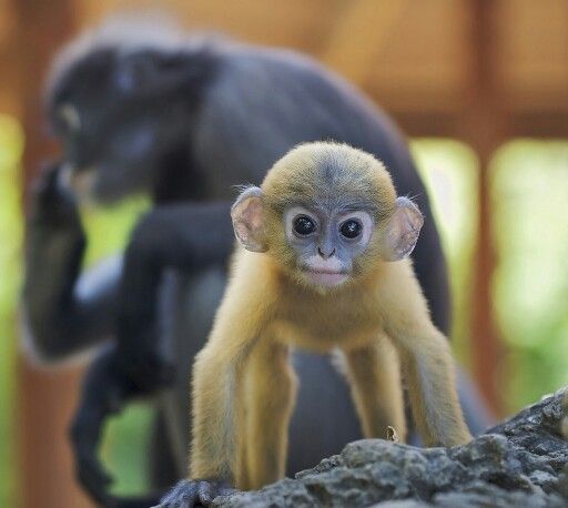 Baby Dusky Leaf Monkey