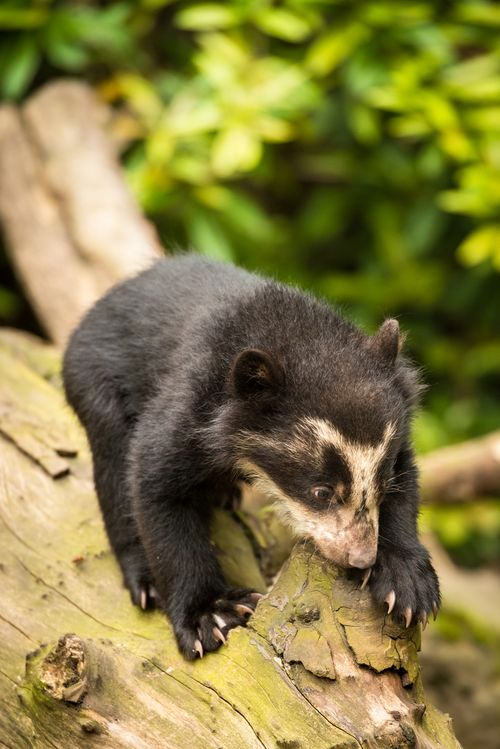 Spectacled Bear cub