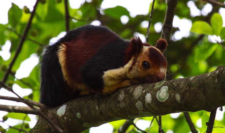 Malabar Giant Squirrel