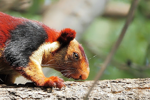 Malabar Giant Squirrel