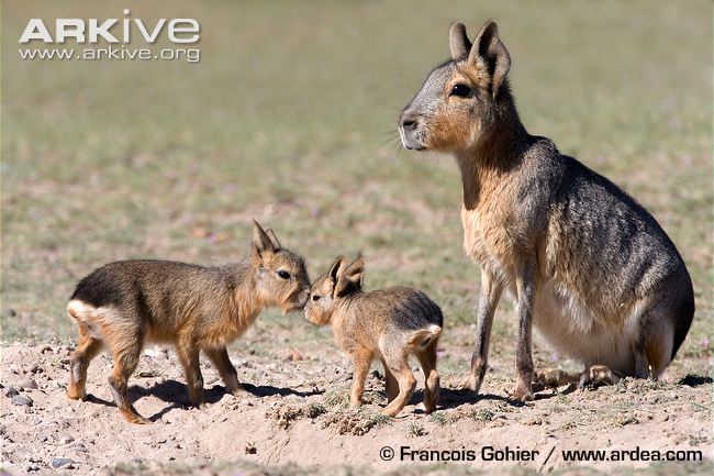 Patagonian Cavy & babies