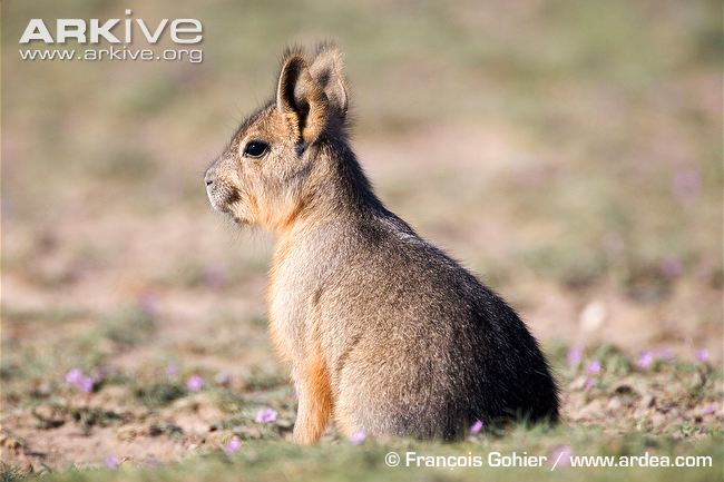 Patagonian Cavy