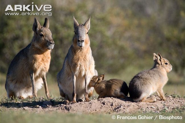 Patagonian Cavies & babies