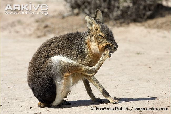 Patagonian Cavy