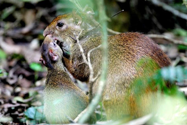 Central American Agouti & baby