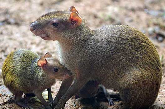 Azara's Agouti & baby