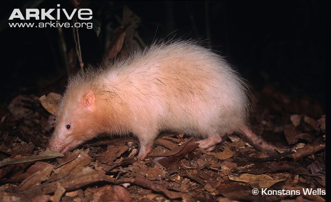 Moonrat
