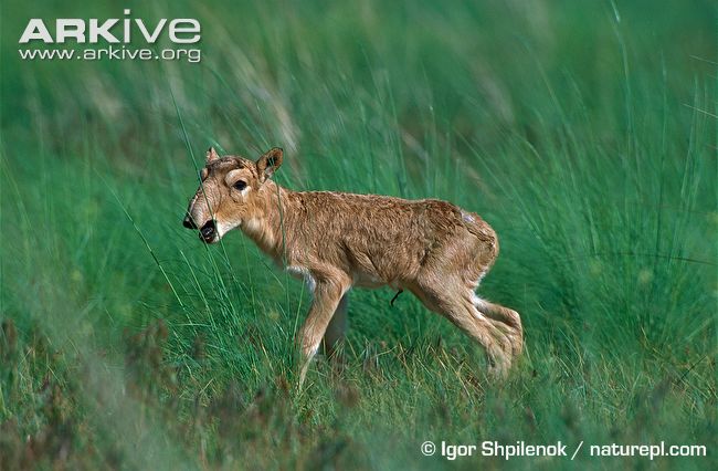 Saiga Antelope calf
