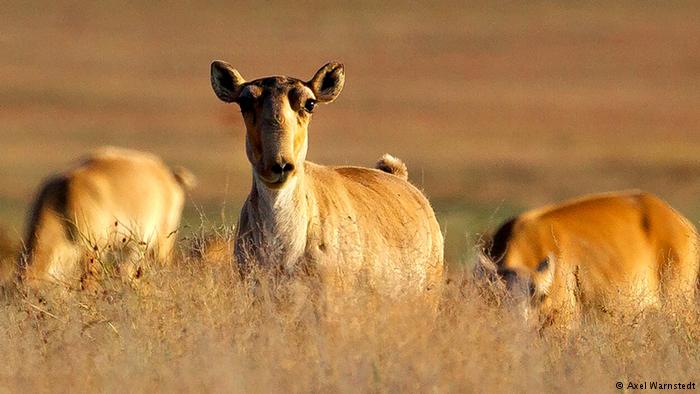 Saiga Antelope herd