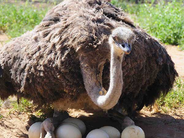 Female Ostrich sitting on nest of eggs