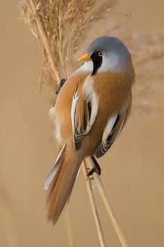 Male Bearded Reedling