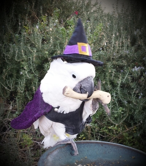 Cockatoo Witch