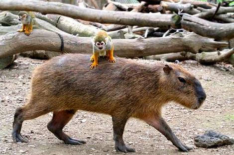 Spider Monkeys & Capybara