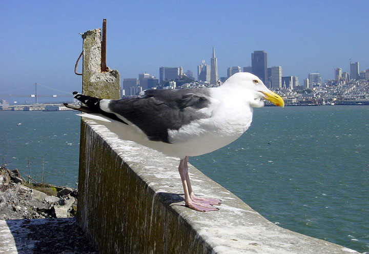 Picture of Alcatraz Federal Penitentiary