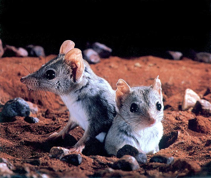 Kowaris emerging from a burrow