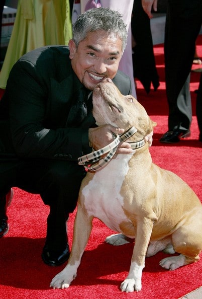 Picture of Cesar Millan